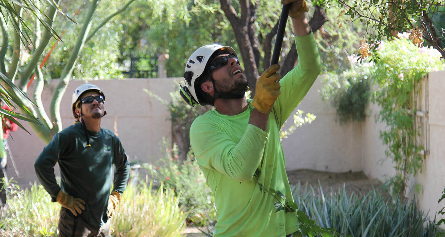 header-services-3 - The Tree Amigos