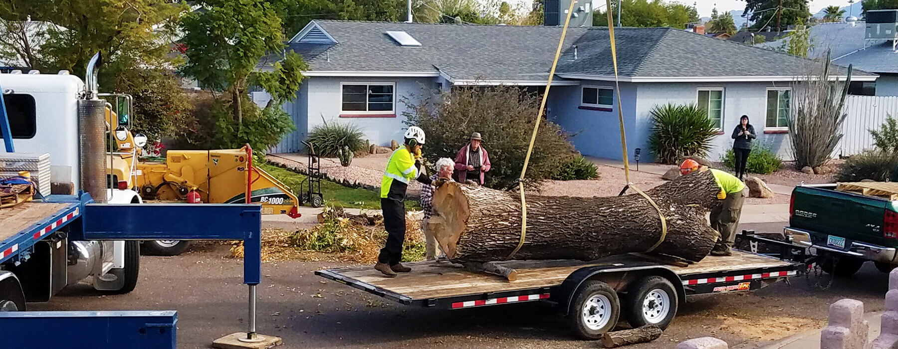 removal - The Tree Amigos